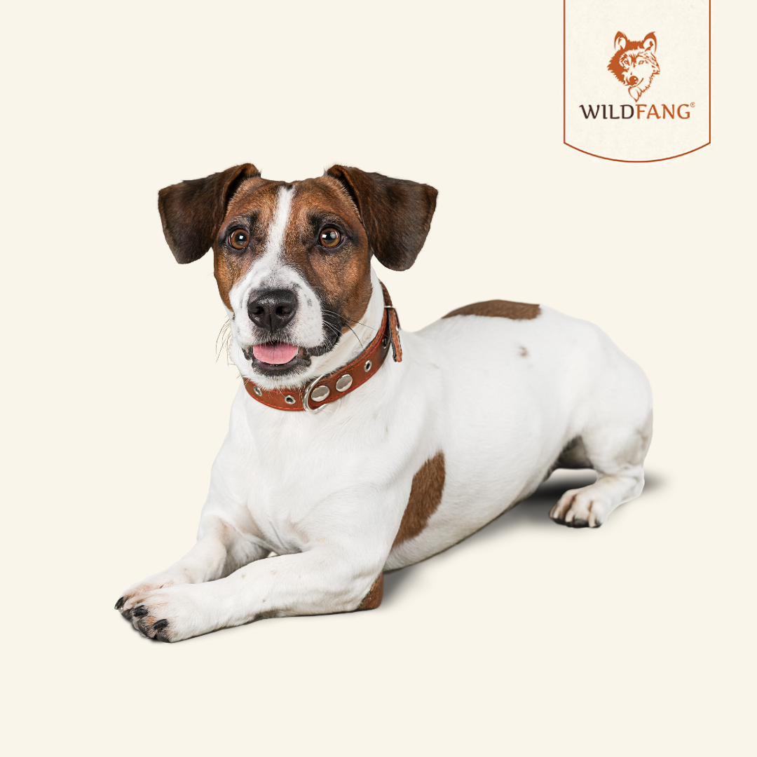 Wildfang® - from nature to your home – Wildfangpet.com